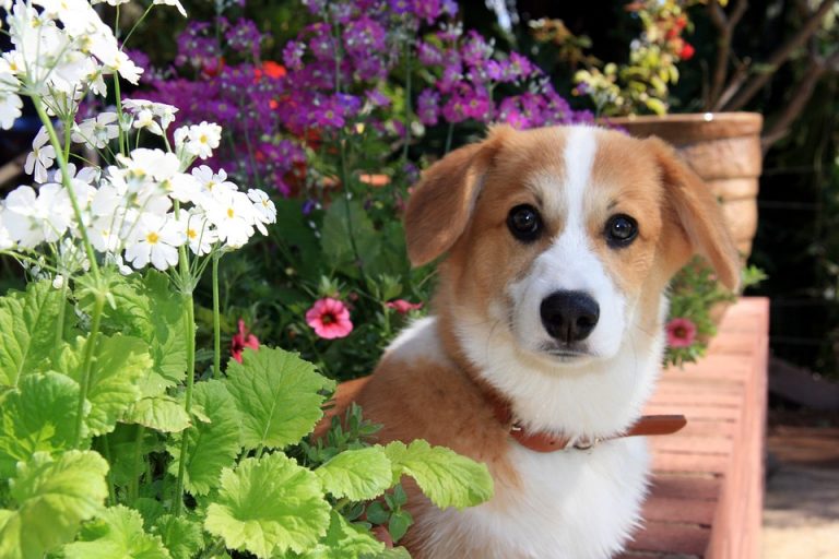 Dog Health Tips for the Spring